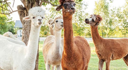 Alpaka Camping | Campingplätze | roadsurfer spots