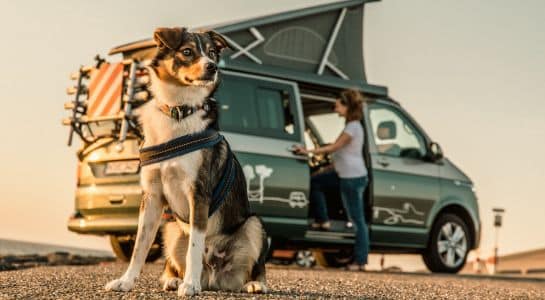 Unleash Adventure Your Ultimate Guide To Finding The Perfect Pet Friendly Rv Rental